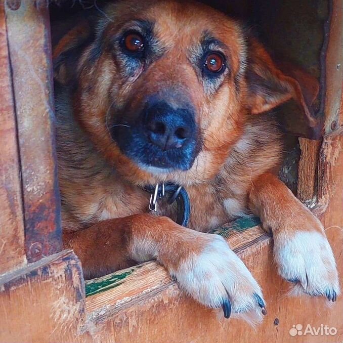 Собака Зайка остро нуждается в доме