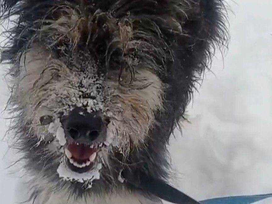 Чудо собачка Мейси