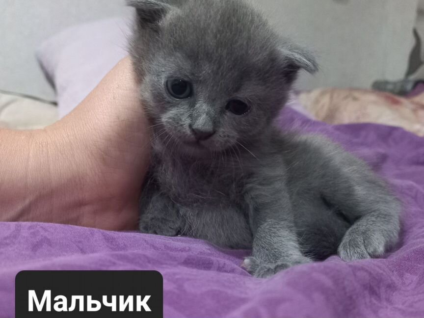 Британская смесь