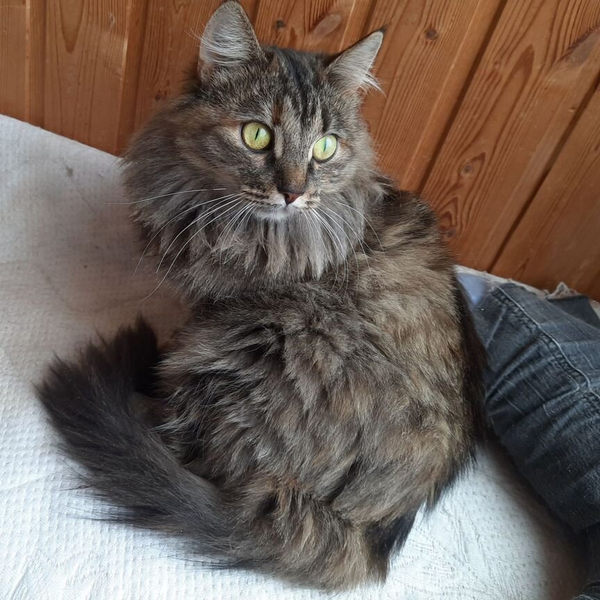 Кошка сибирская мышеловка