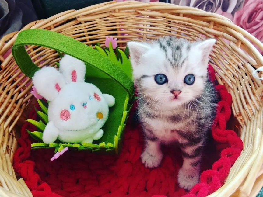 Шотландский котёнок