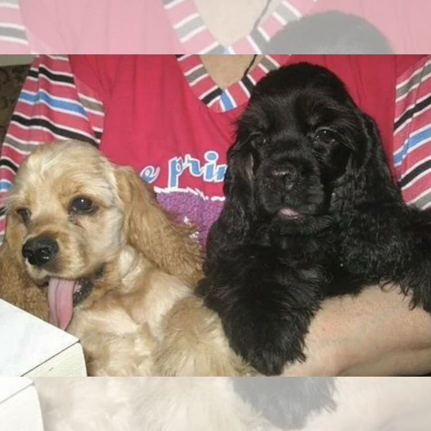 Американский кокер-спаниель, щенок