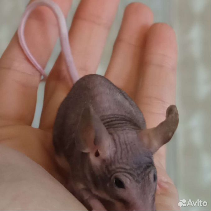 Мышь сфинкс мыши тан сатин рекс тигр