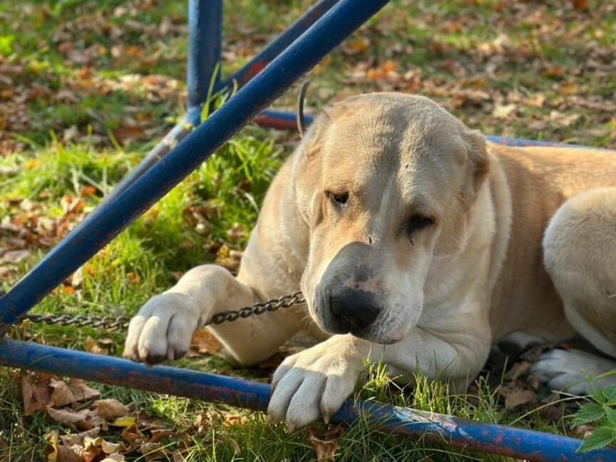 Щенки сао алабай,г.Клин,спасите жизнь