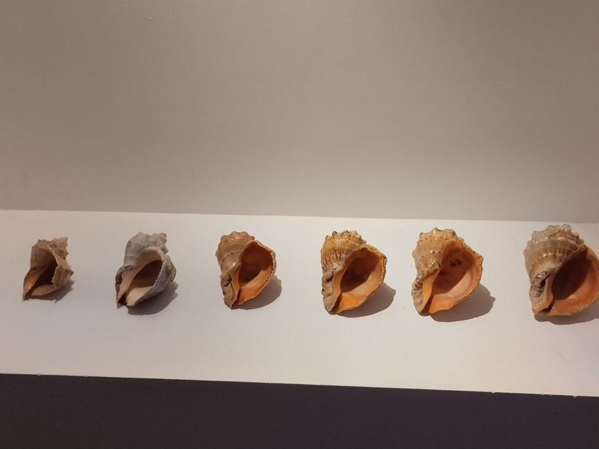 Ракушка рапан