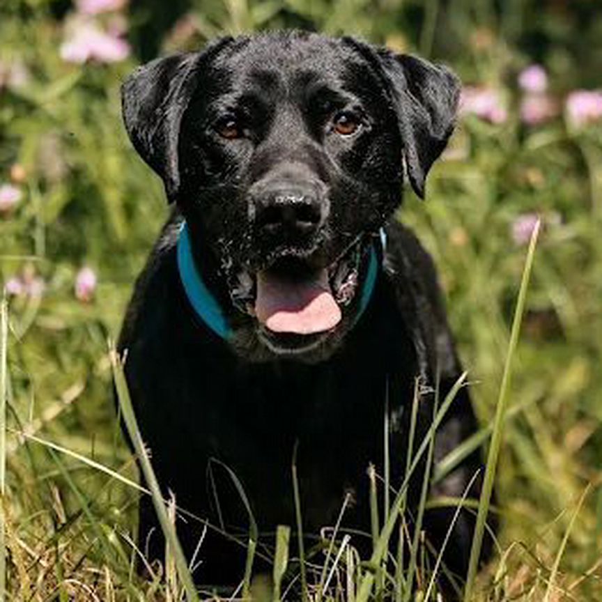 Джонни, возрастом 3х лет, ищет дом