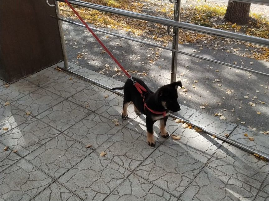 Щенок собака бесплатно в добрые руки девочка