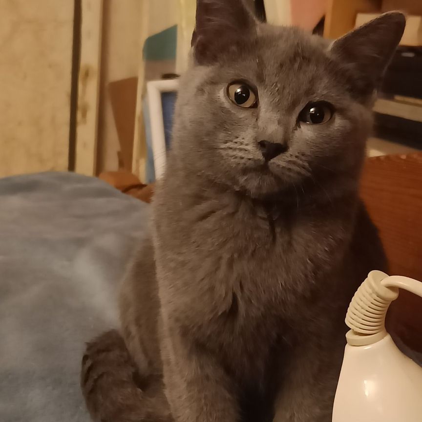 Шотландские прямоухие котята