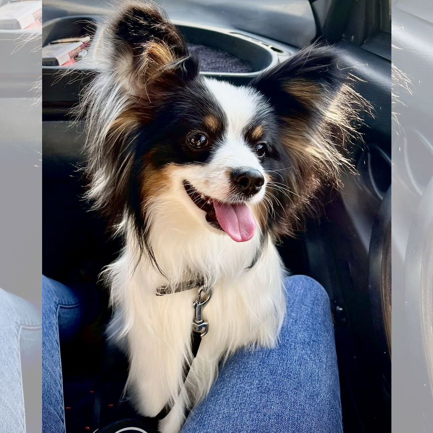 Кобель для вязки