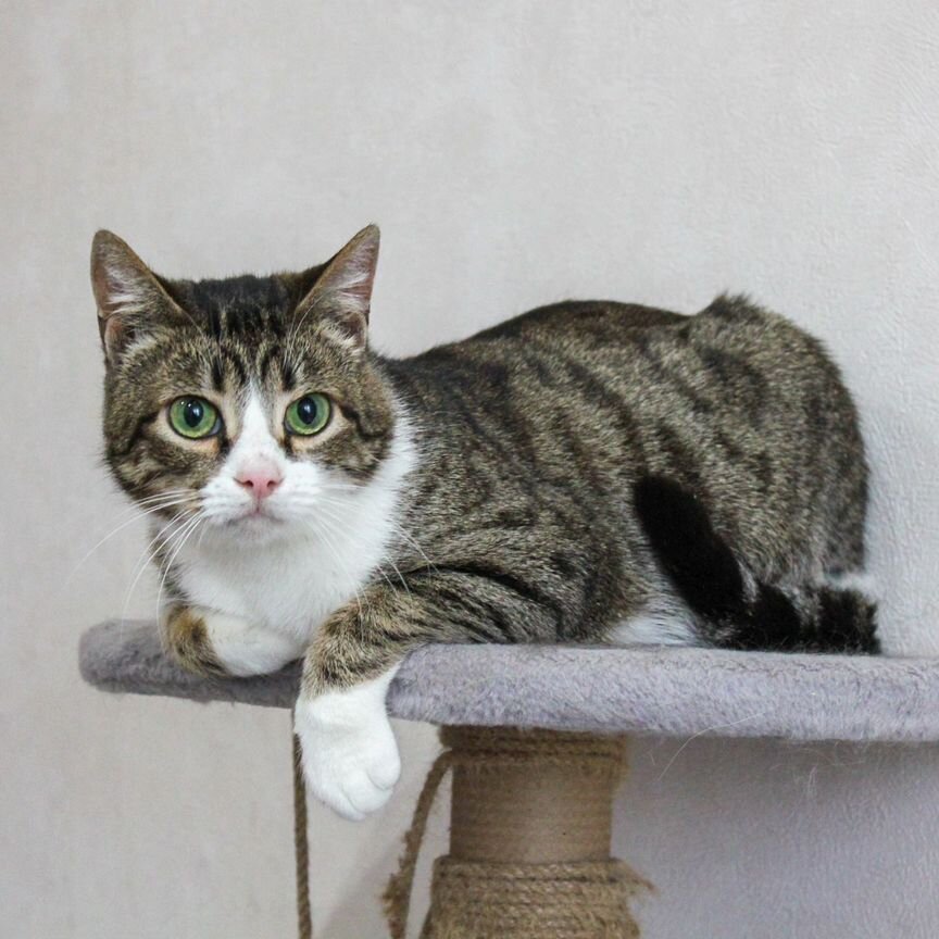 Кася ищет дом