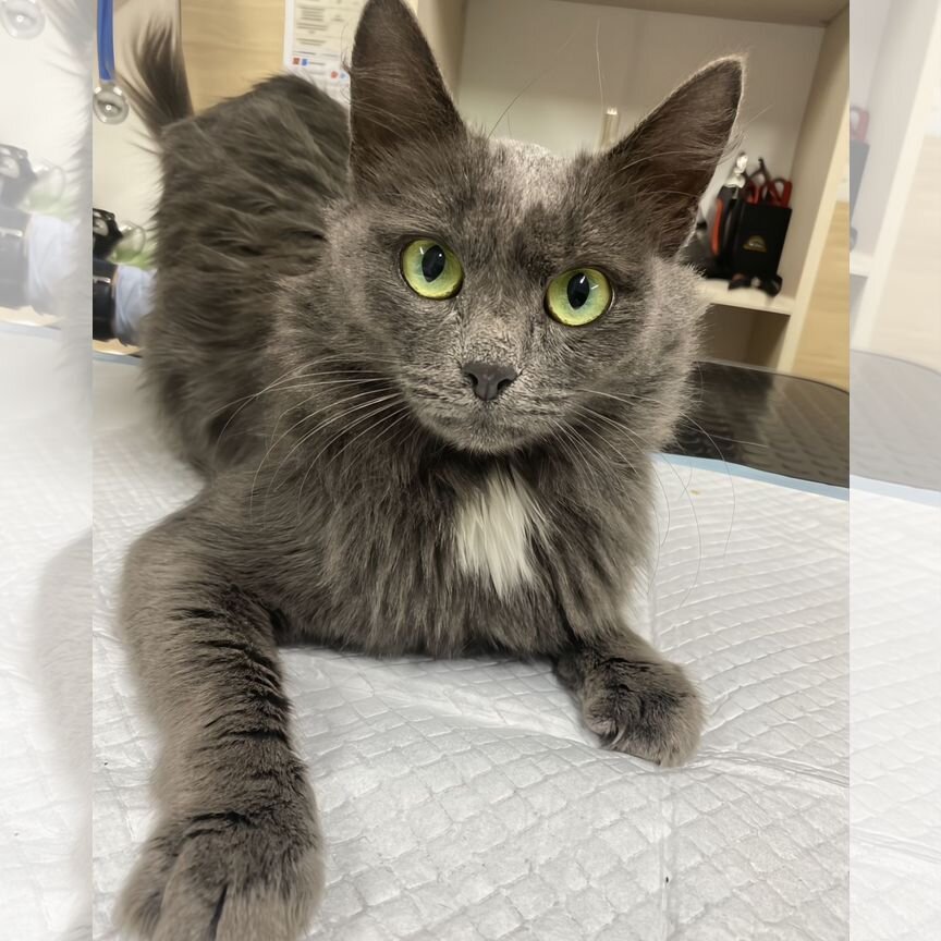 Взрослая кошка в добрые руки