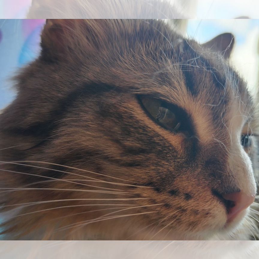 Курильский бобтейл длинношёрстный котёнок