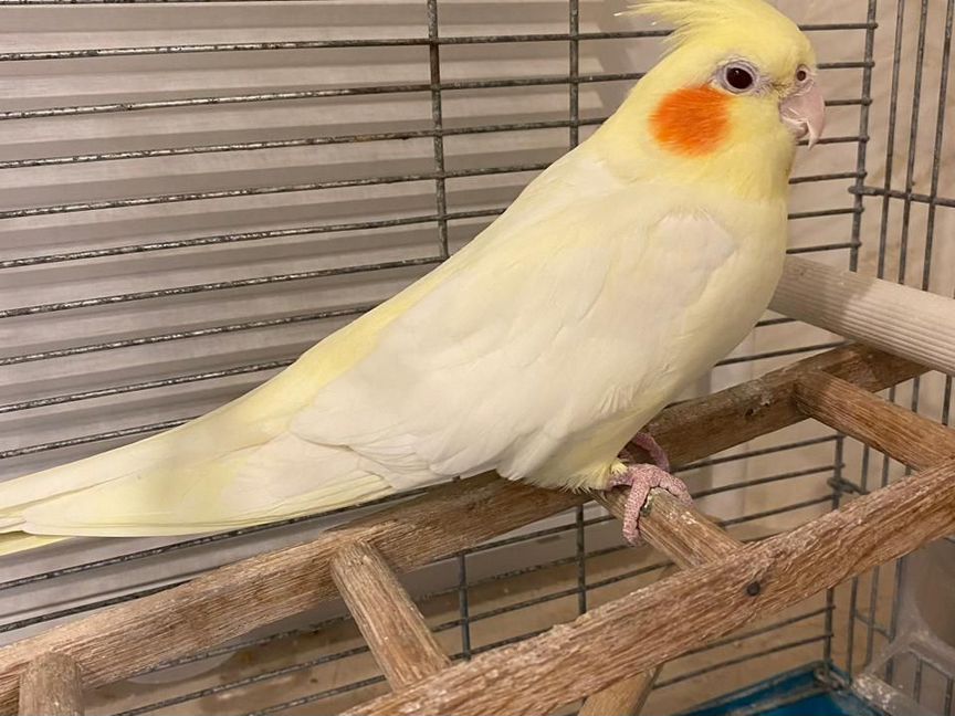 Попугай корелла с клеткой