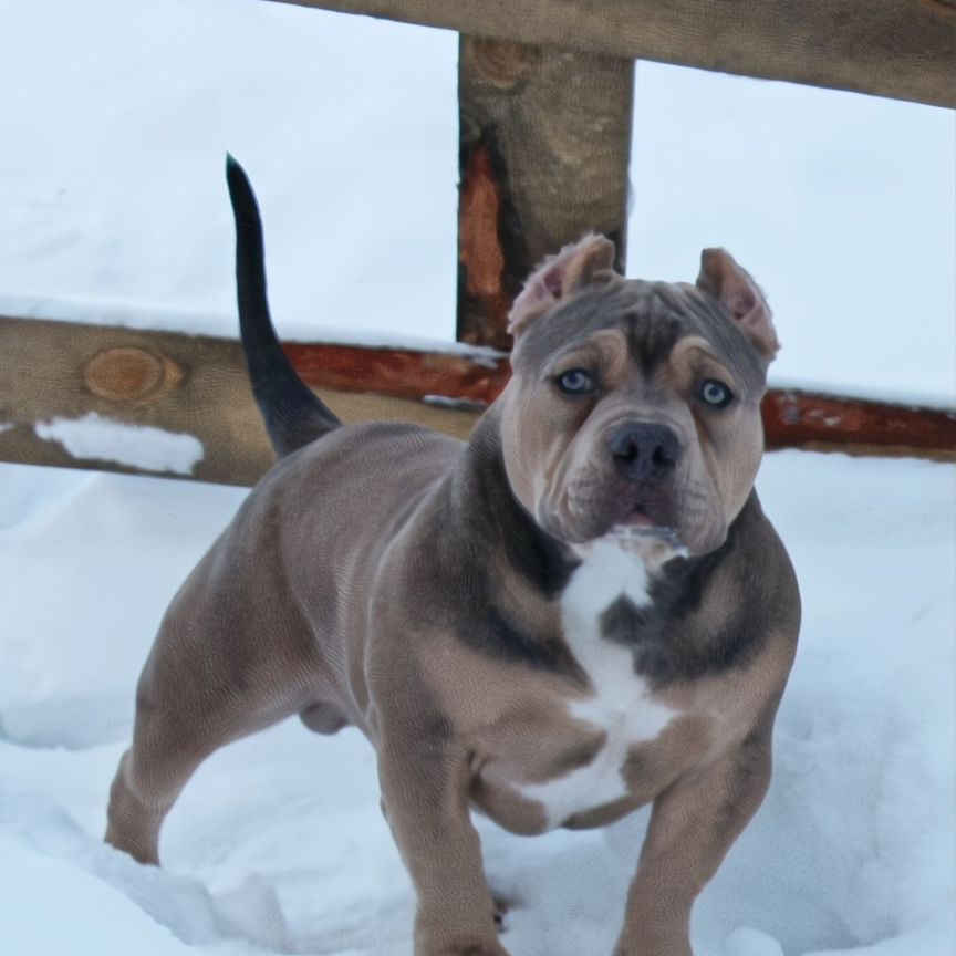 Американский булли, щенок