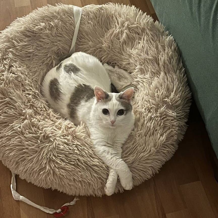 Кошка Ириска
