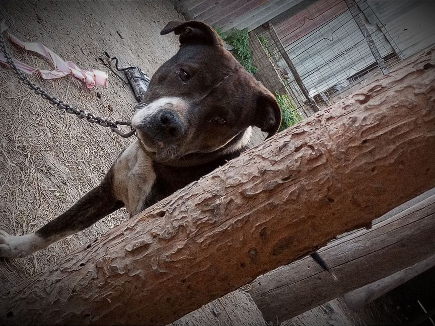 Отдам в добрые руки