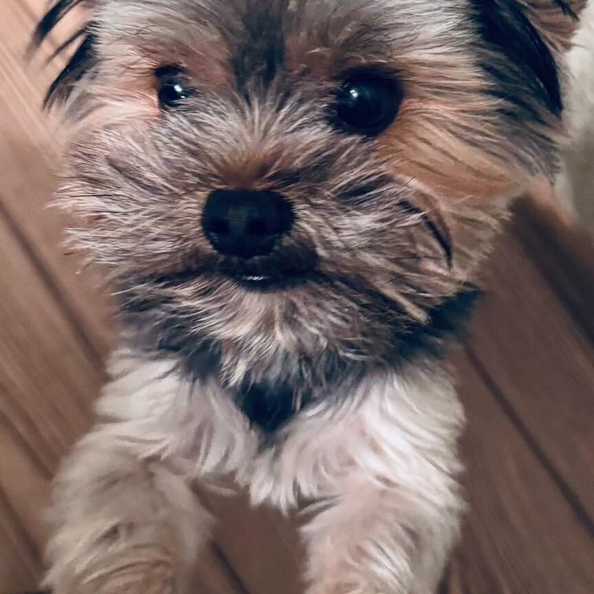 Вязка собак