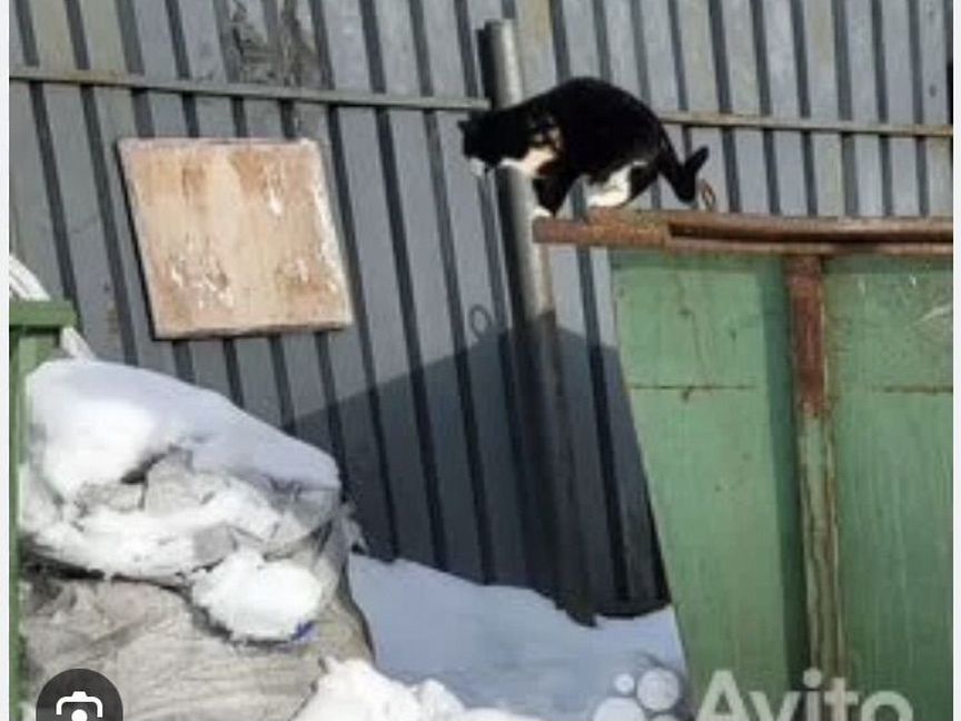 Беременная кошка в кретической ситуации