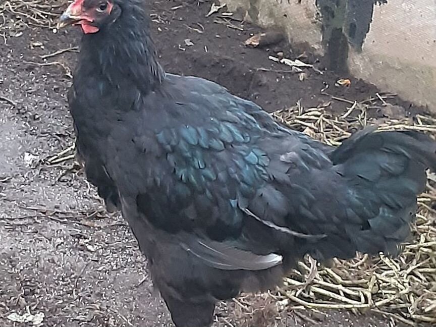 Дзержинский гигант