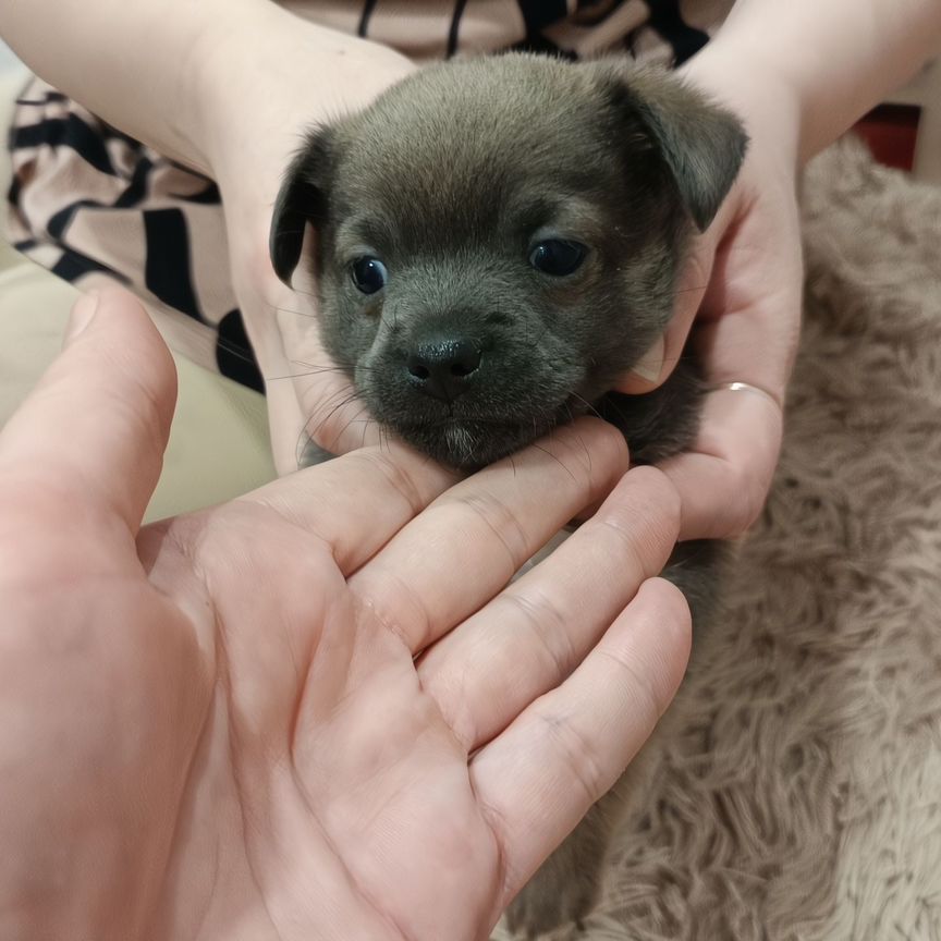 Чихуахуа, щенок