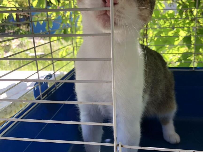 Кошка