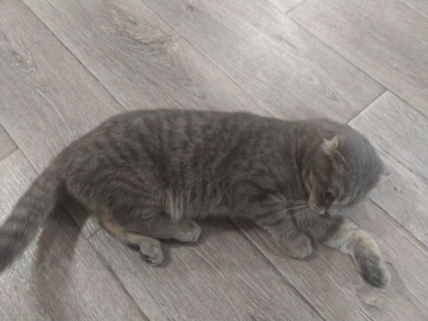 Британская вислоухая