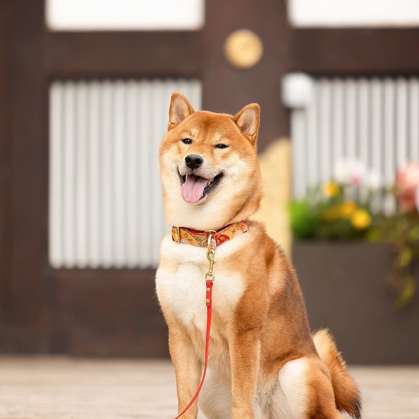 Вязка сиба интерчемпион