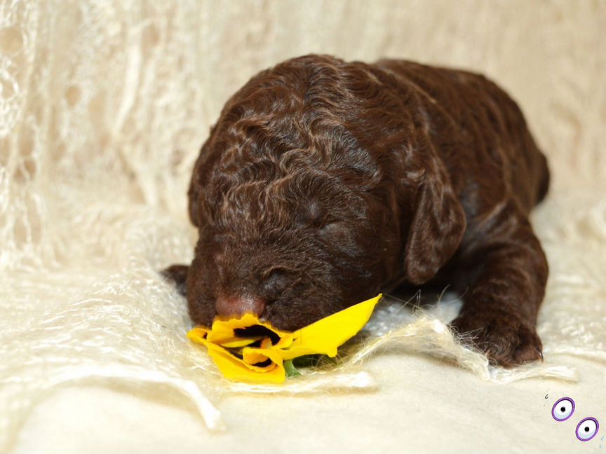 Щенки испанская водяная собака