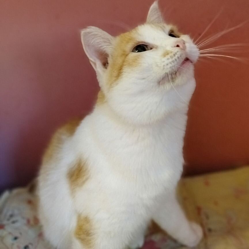 Взрослая кошка в добрые руки