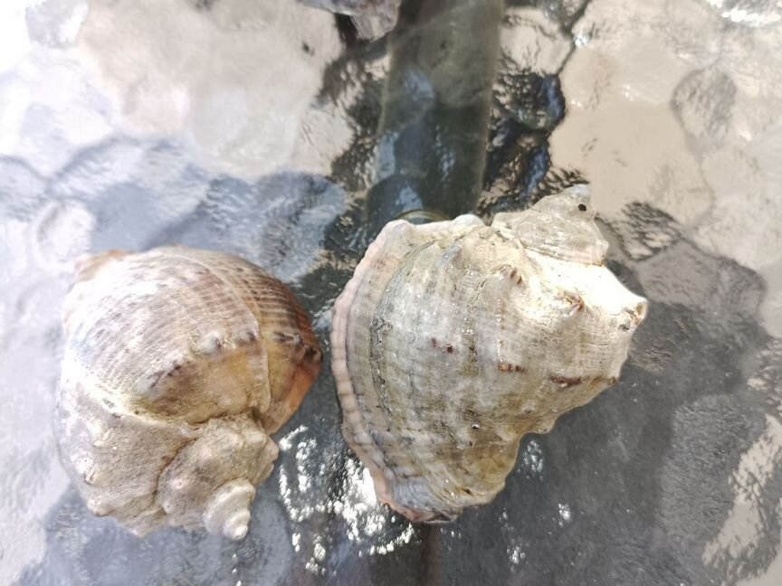 Ракушка рапан