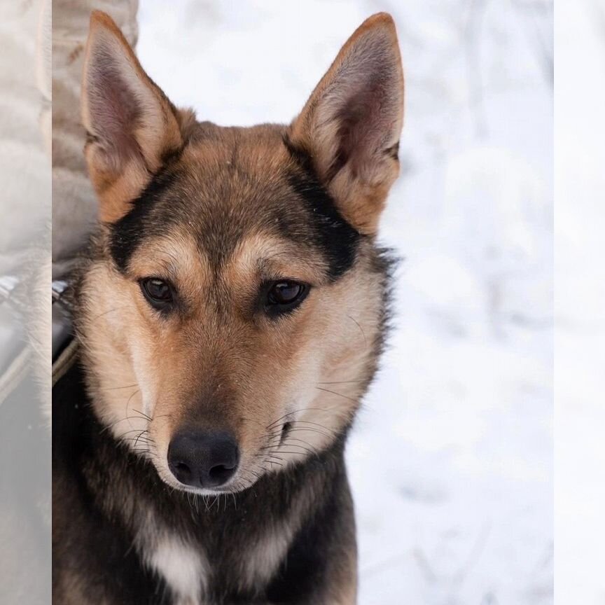 Взрослый пёс в добрые руки