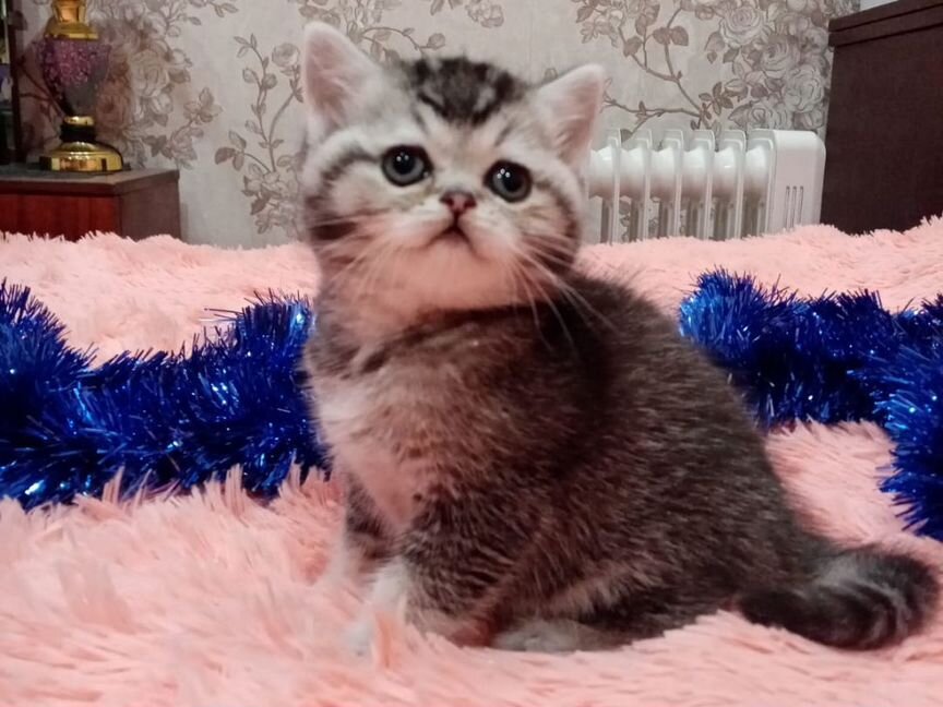 Шотландские плюшевые малыши скоттиш страйт