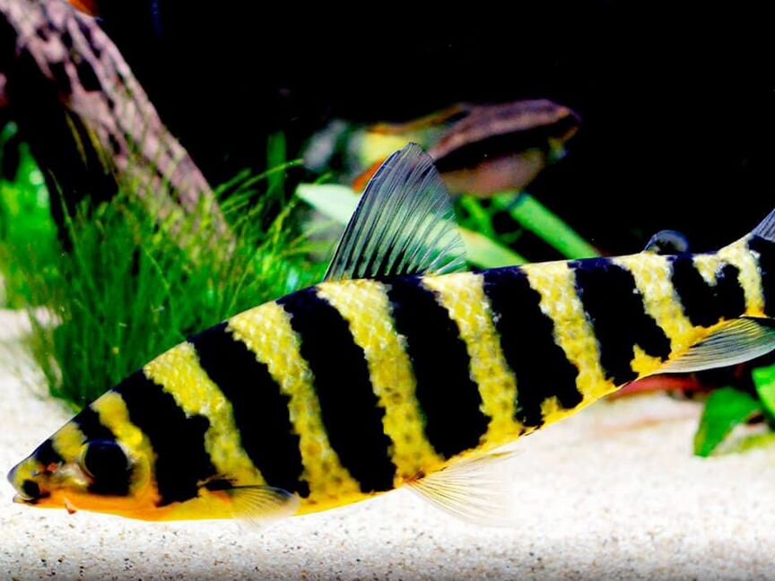 Лепоринус Аффинис