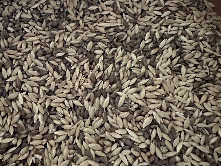 Канареечное семя второй сорт/отсевы