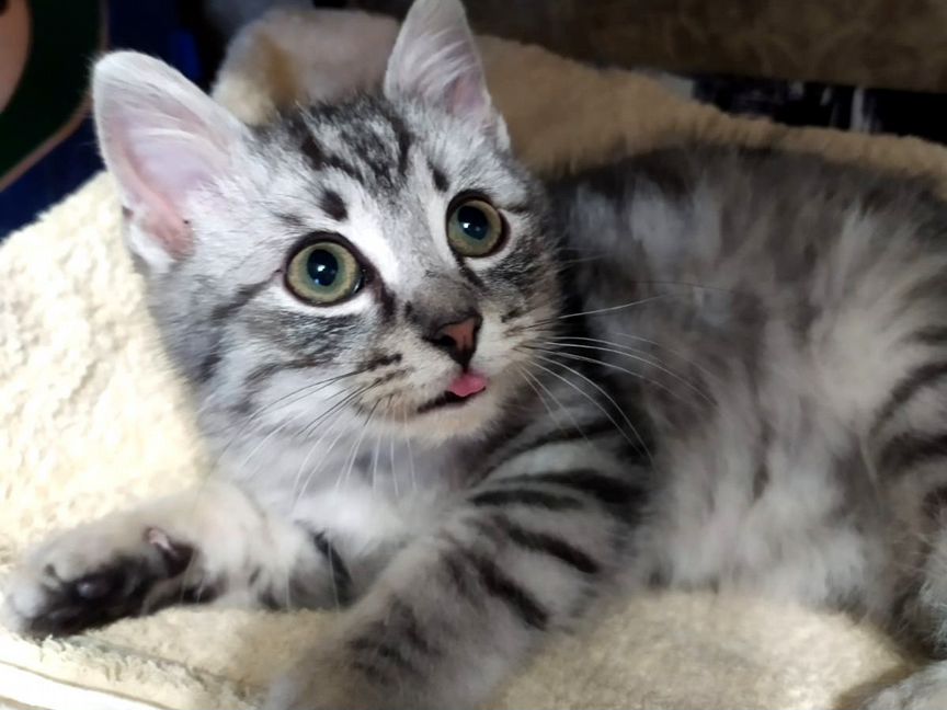 Котенок Тимка в добрые руки