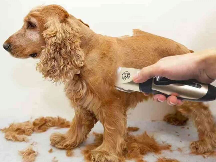 Машинка для стрижки животных