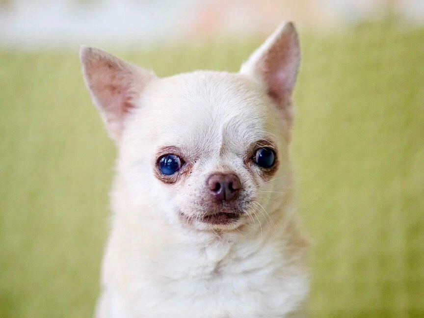 Люлюшенька - собака породы чихуахуа в дар