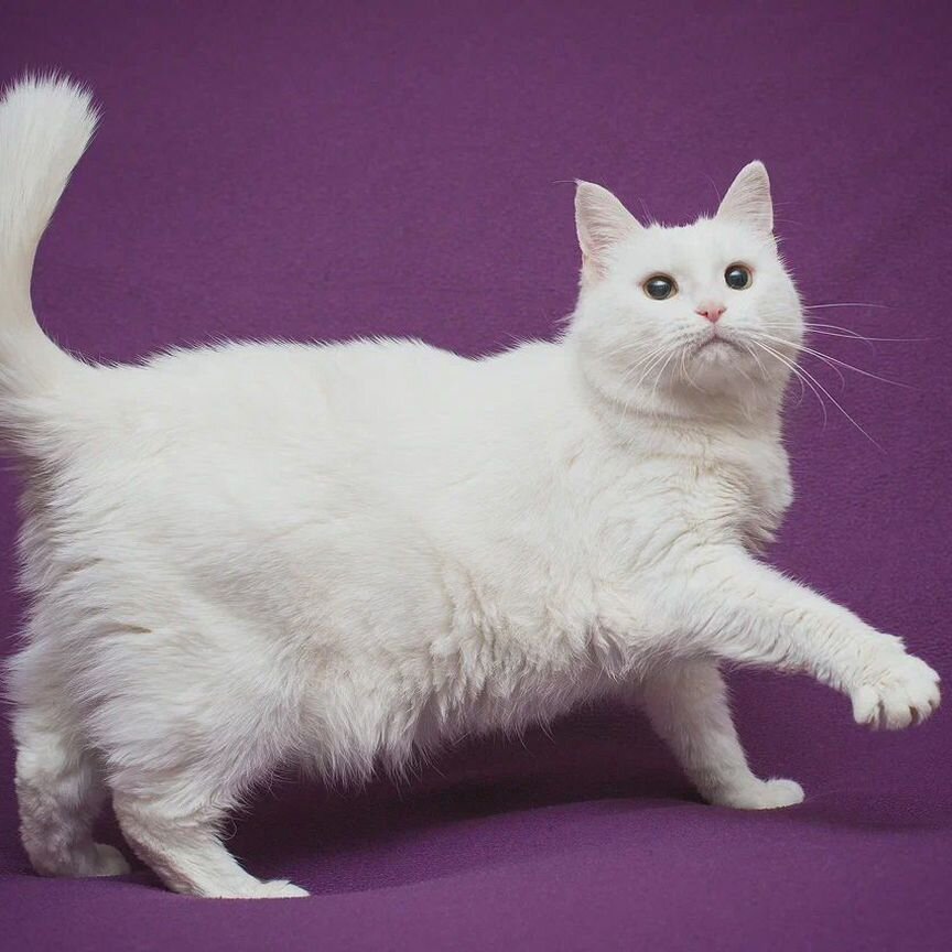 Белая кошечка