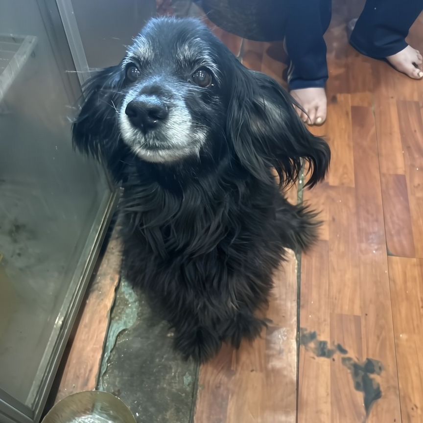 Взрослый пёс в добрые руки