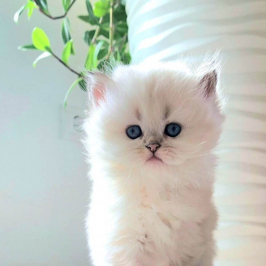 Шотланский котенок