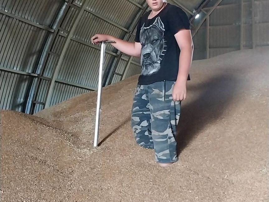 Зерно пшеница 4 класс