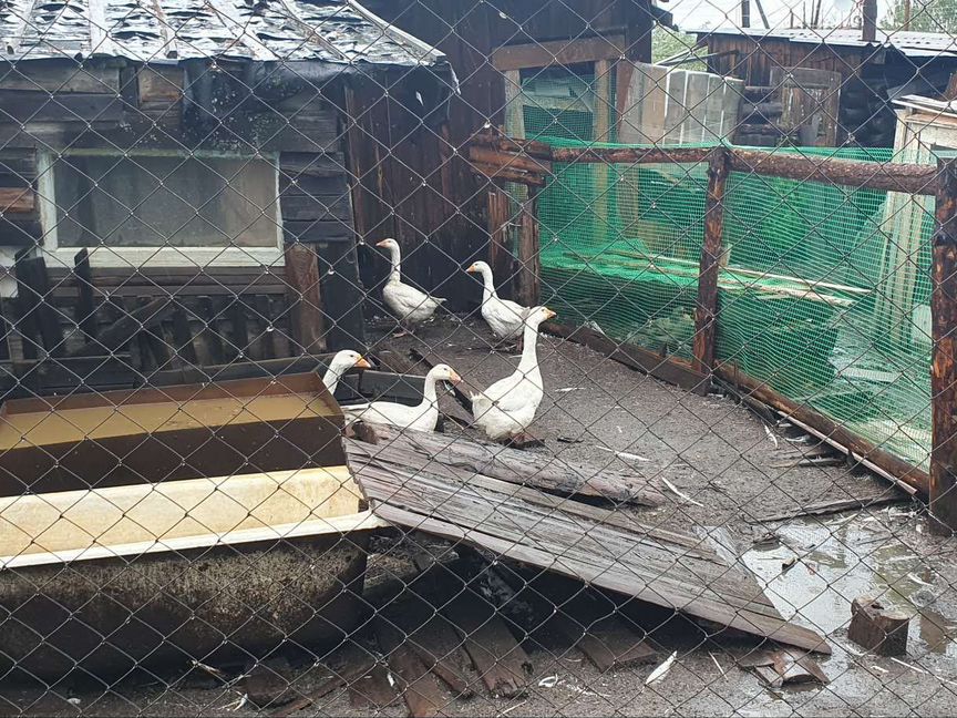 Продам гусей