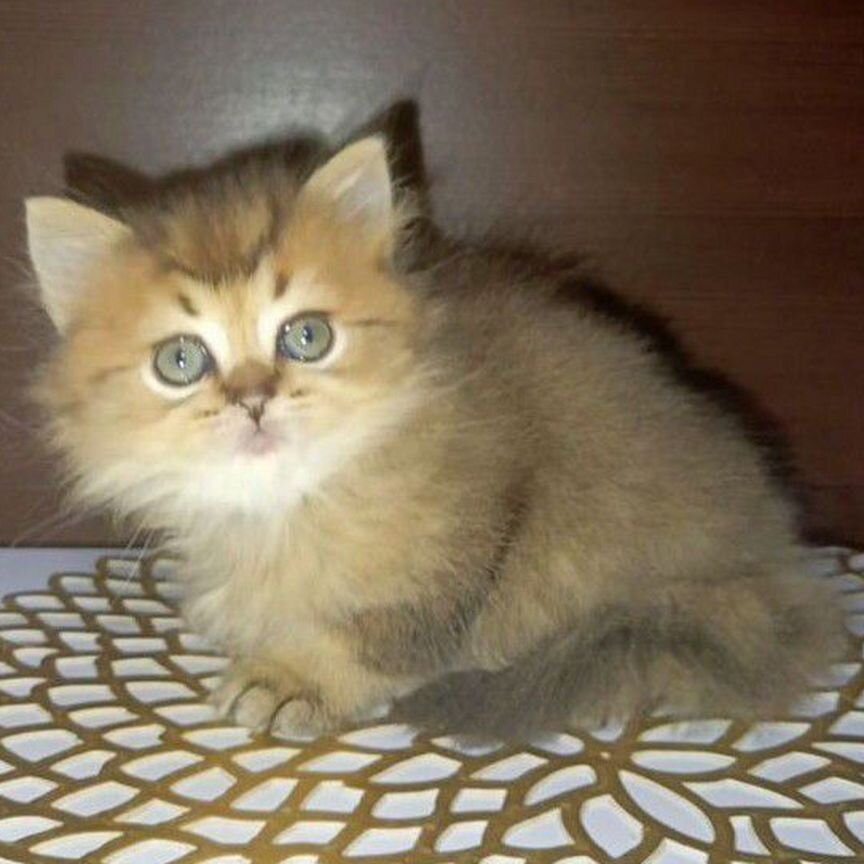 Шотландский золотой малыш