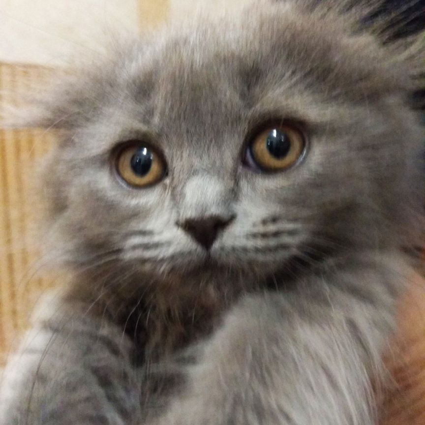 Котята шотландцы
