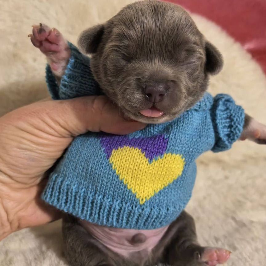 Чихуахуа, щенок