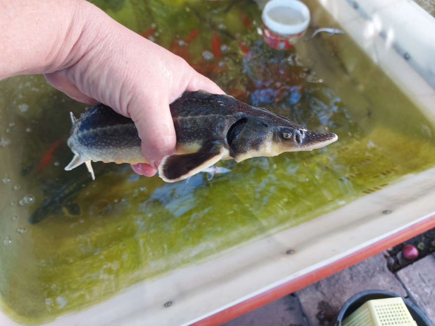 Установка для содержание и выращивания рыбы