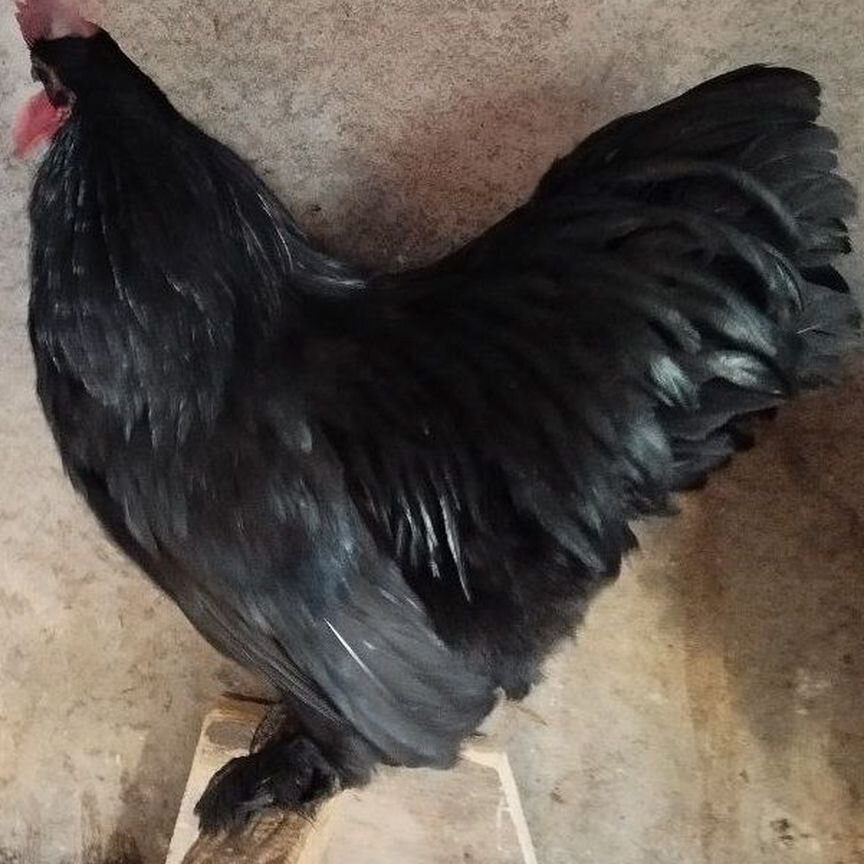 Кохинхин карликовый, черный