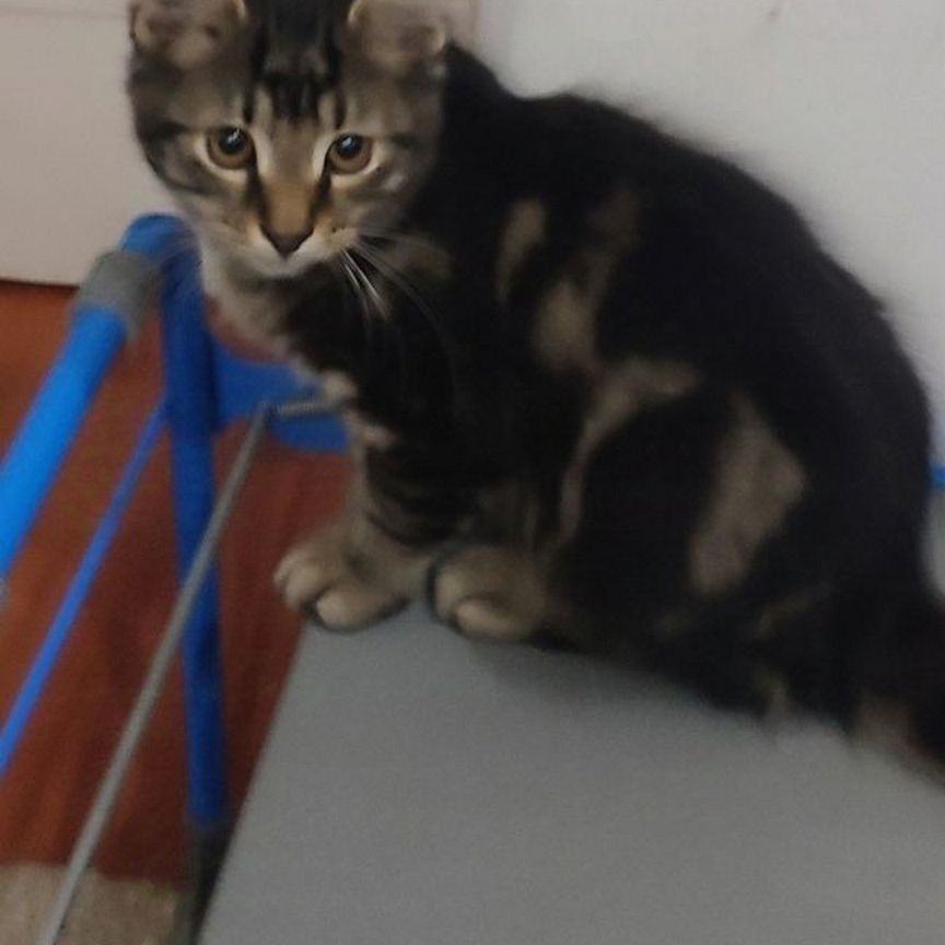 Котик 4 месяца