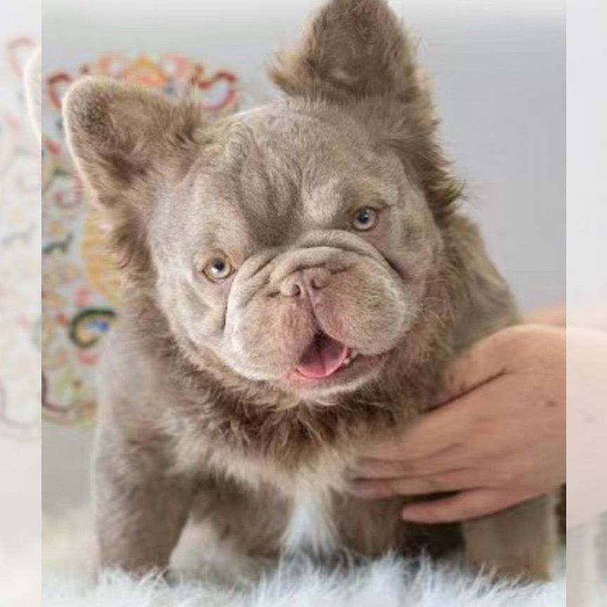 Французский бульдог Fluffy - Boy