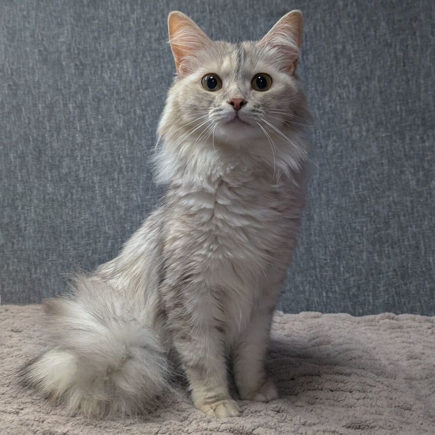 Львица в кошачьей шкурке